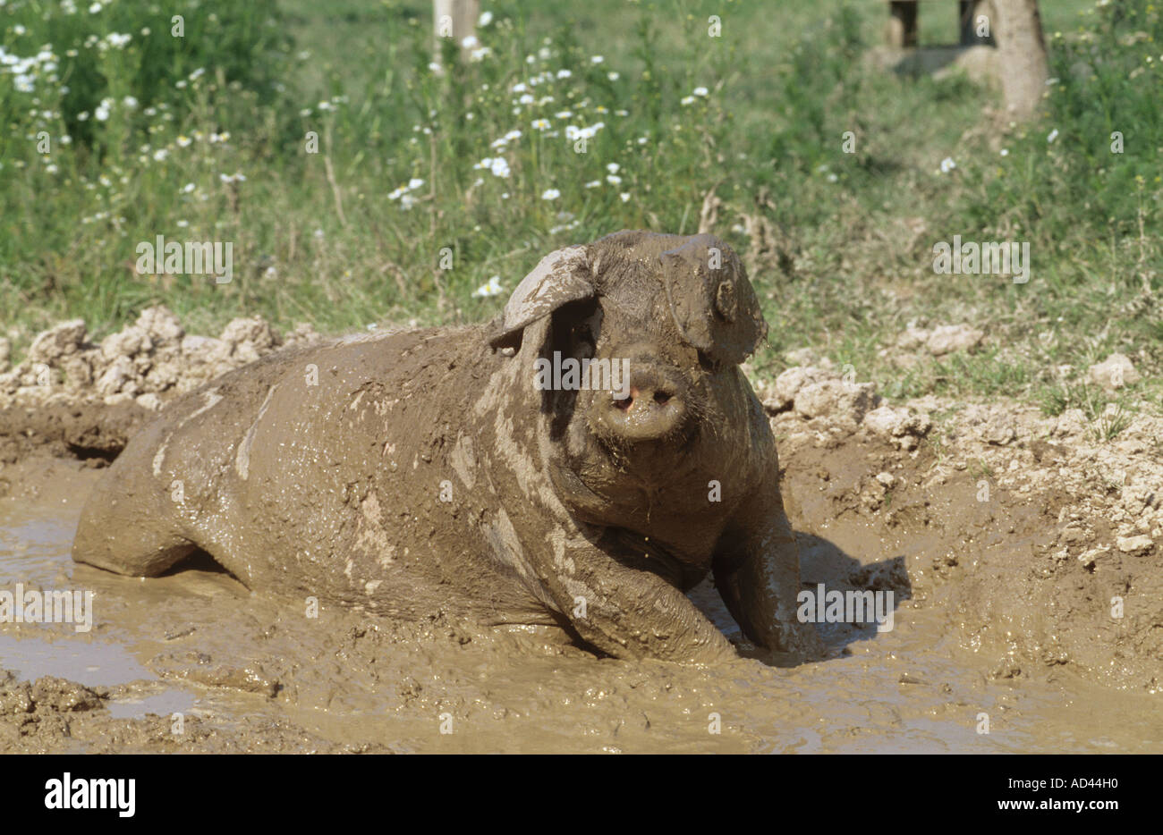 Swabian Hall pig wallowing in mud Stock Photo - Alamy