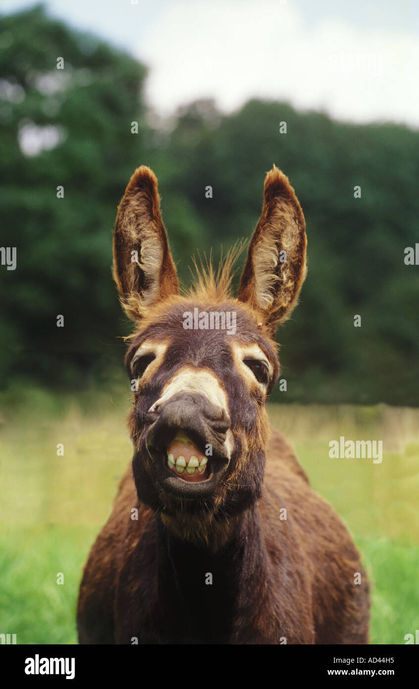 Donkey teeth hi-res stock photography and images - Alamy