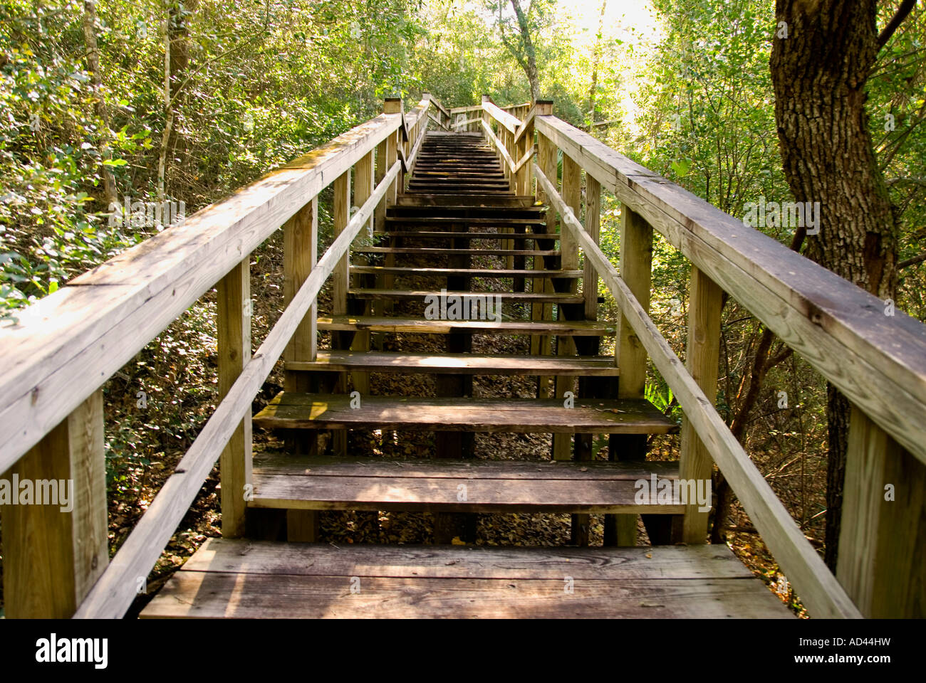 Steep wood stairs outdoors forest Stock Photo - Alamy