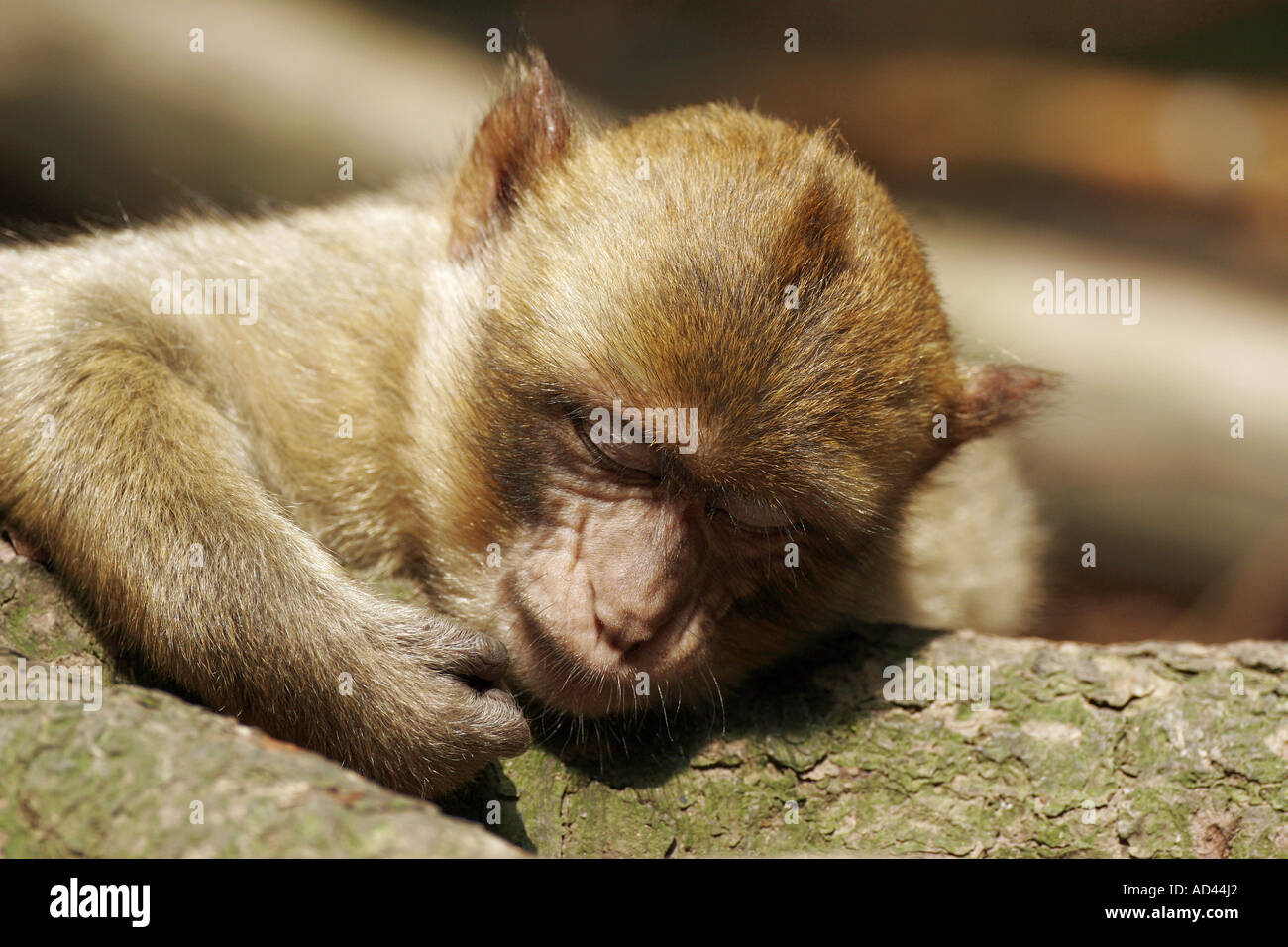 Sleeping barbary ape hi-res stock photography and images - Alamy