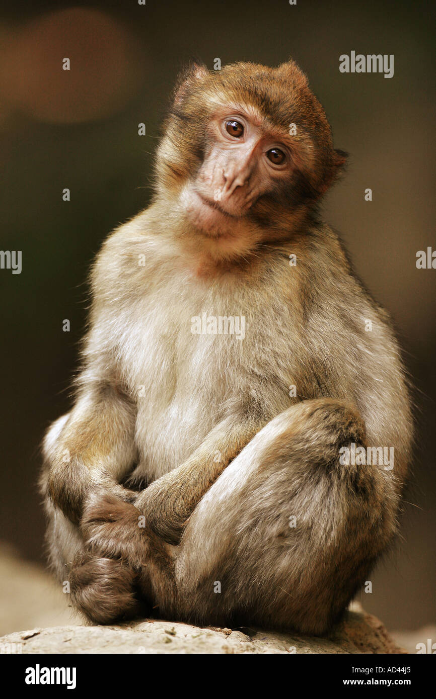 barbary ape macaque - sitting Stock Photo - Alamy