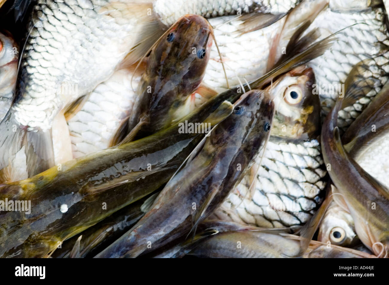 Selling freshly caught river fish in Phnom Penh Stock Photo - Alamy