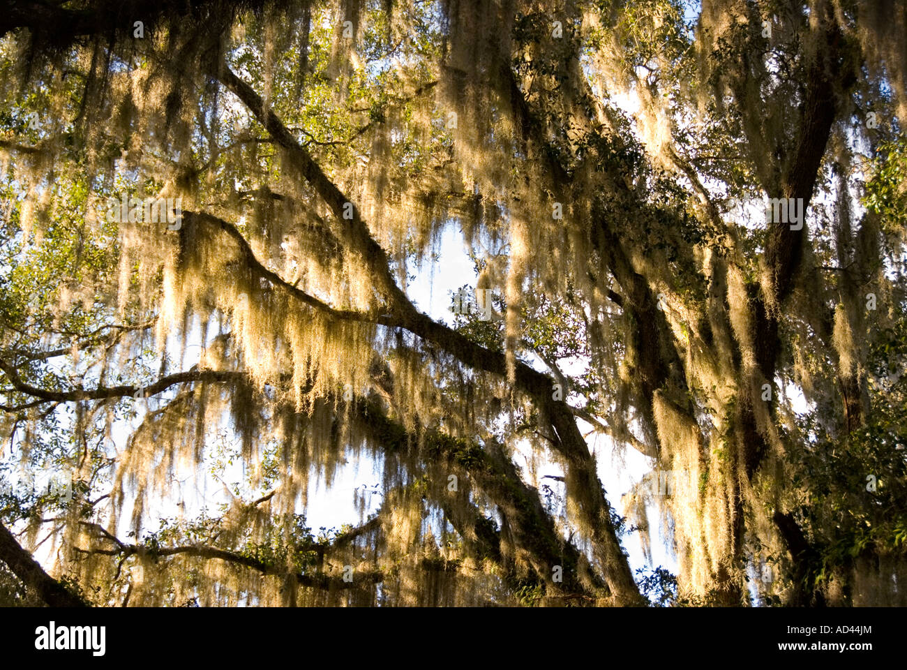 Spanish moss hanging from oak tree near twilight Stock Photo - Alamy