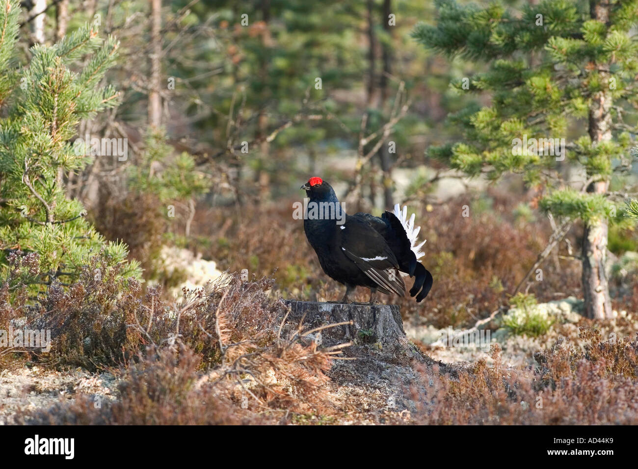 black grouse - standing in forest Stock Photo - Alamy