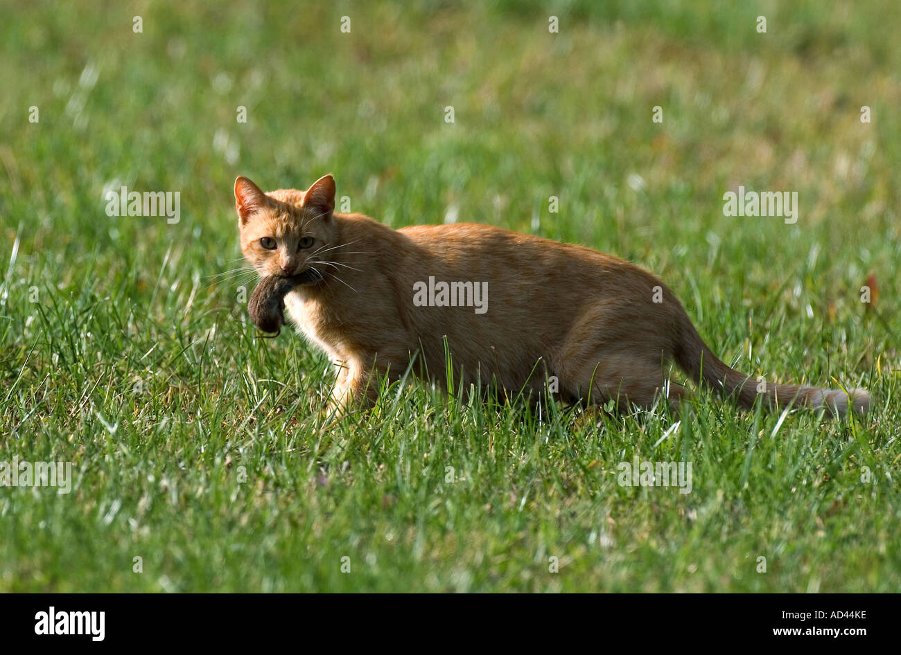 cat with dead mouse in mouth Stock Photo - Alamy