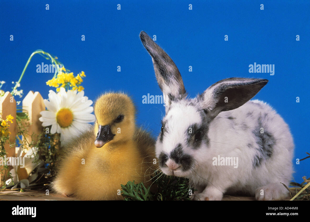 animal friendship : rabbit and duckling Stock Photo - Alamy