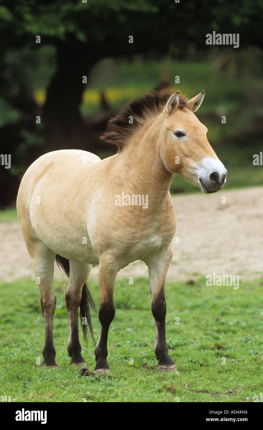 Horse of przewalski hi-res stock photography and images - Alamy