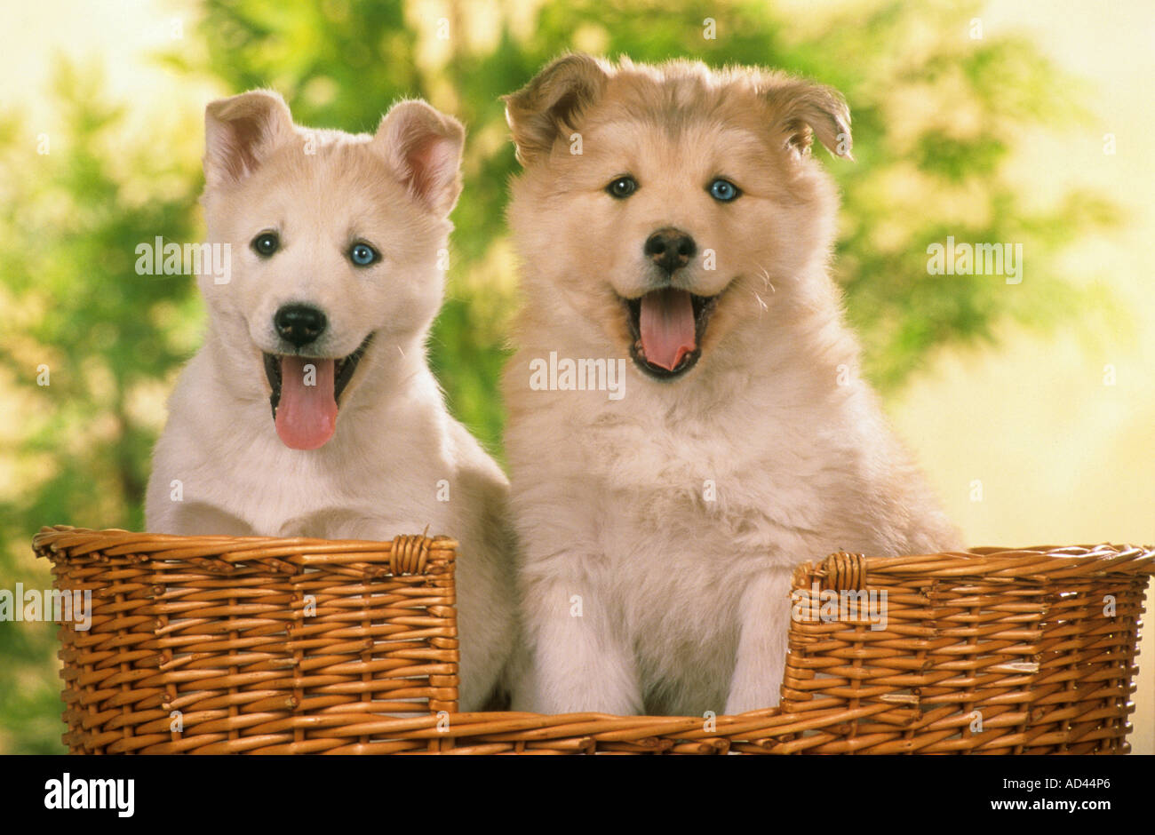 Two dogs puppies hi-res stock photography and images - Alamy