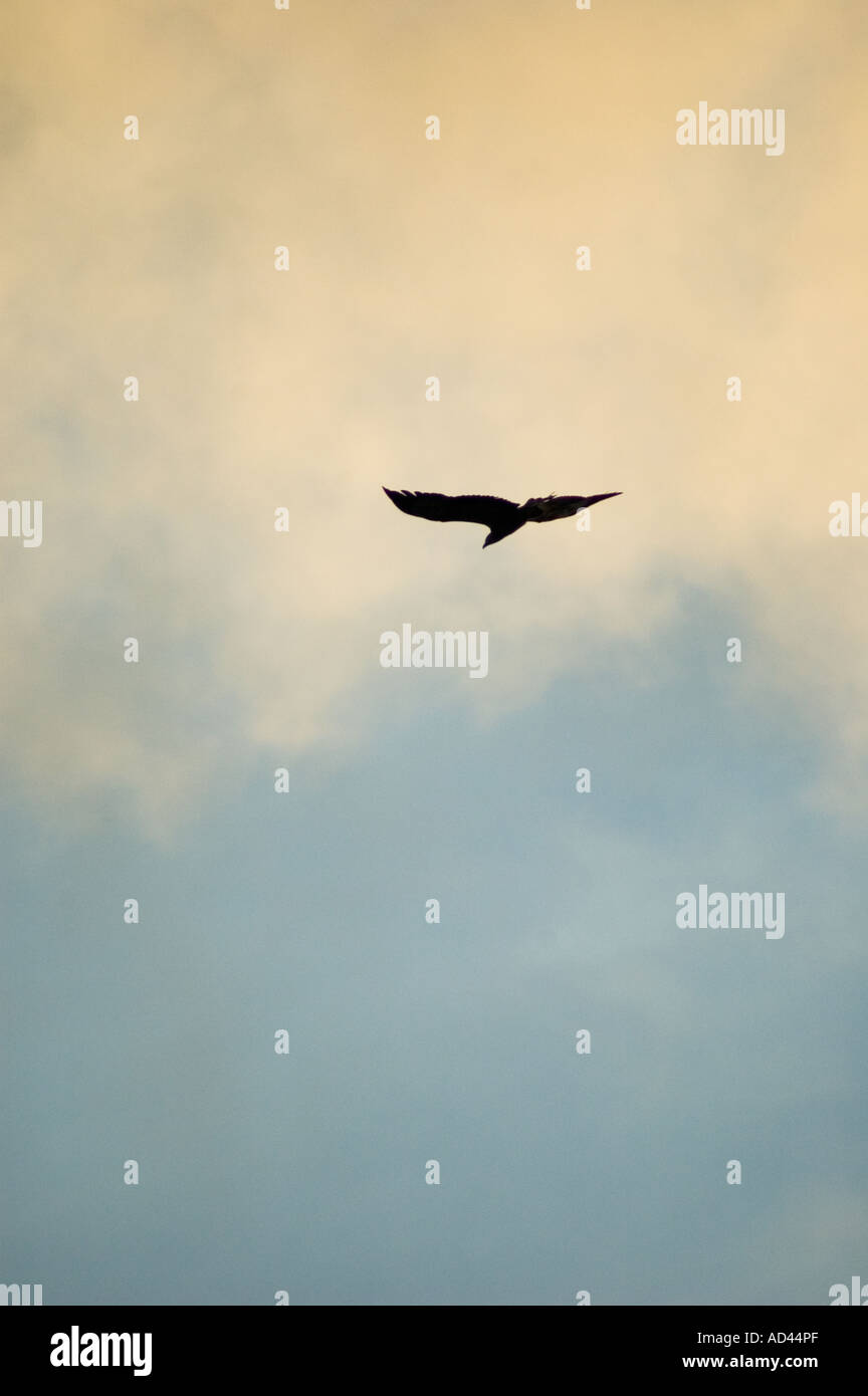 Flores hawk eagle hi-res stock photography and images - Alamy