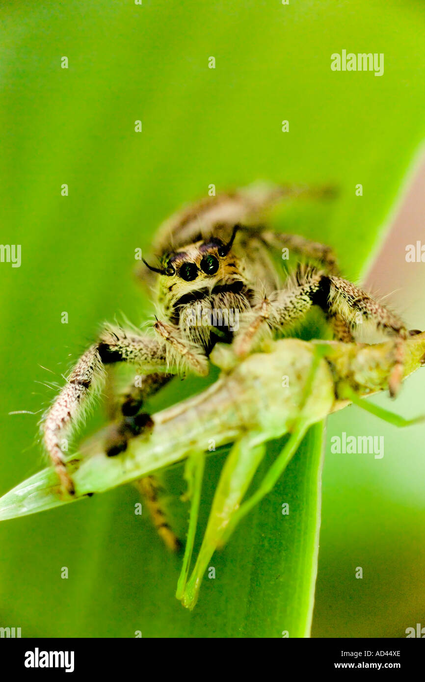 Large Jumping Spider with meal Stock Photo - Alamy