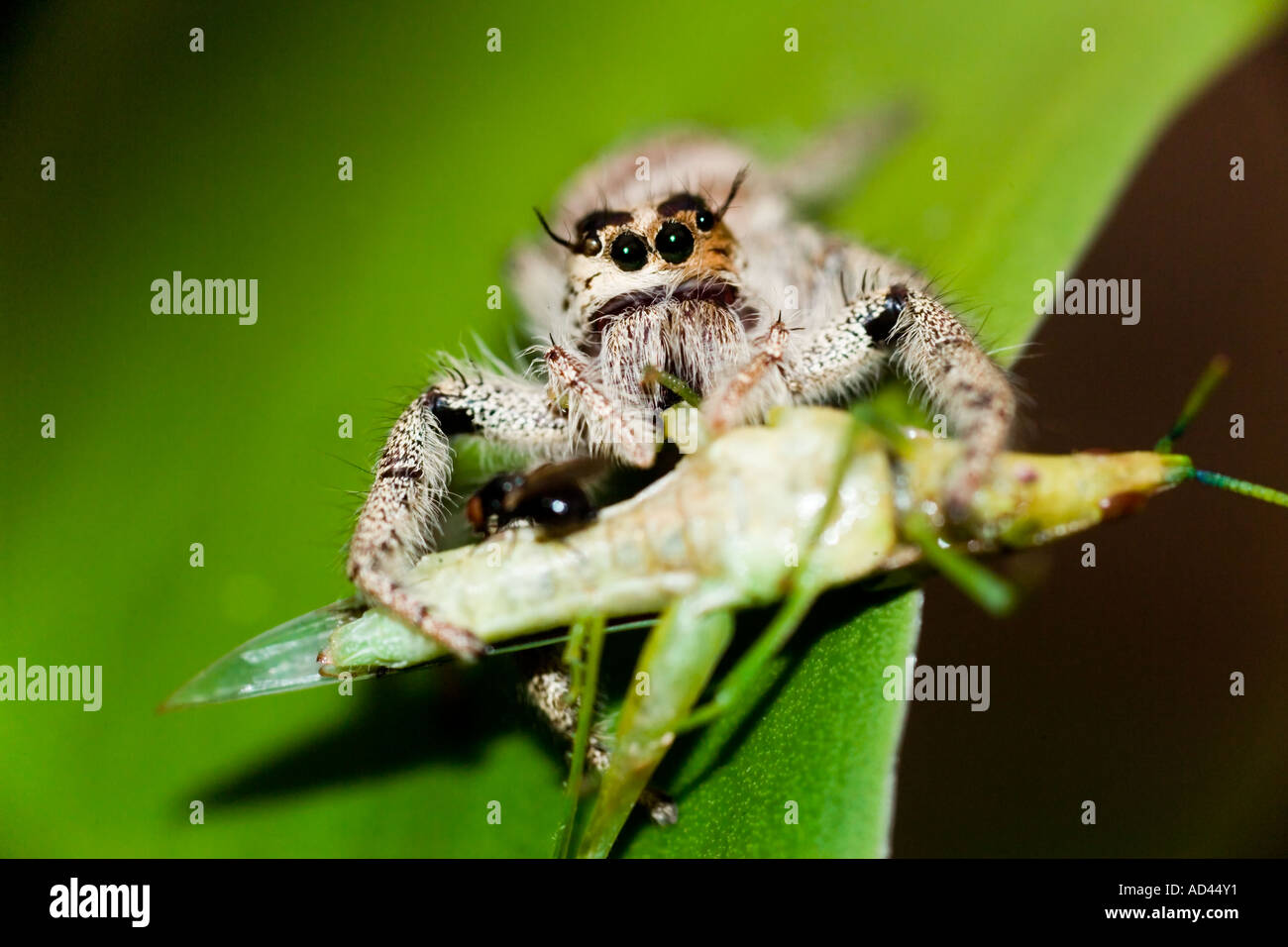 Jumping spider eating grasshopper Stock Photo - Alamy