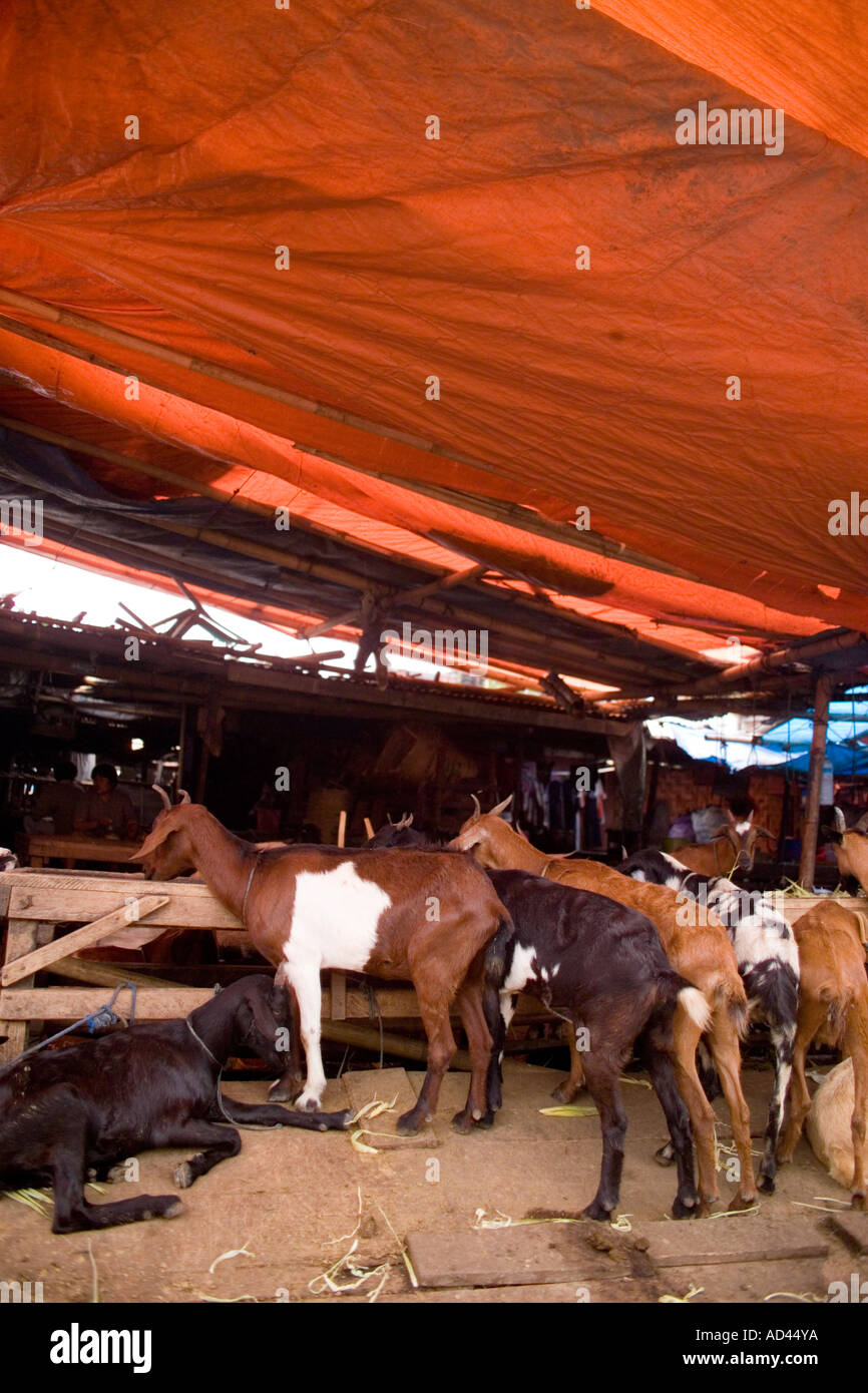 Goats being sold at Manado market Stock Photo - Alamy