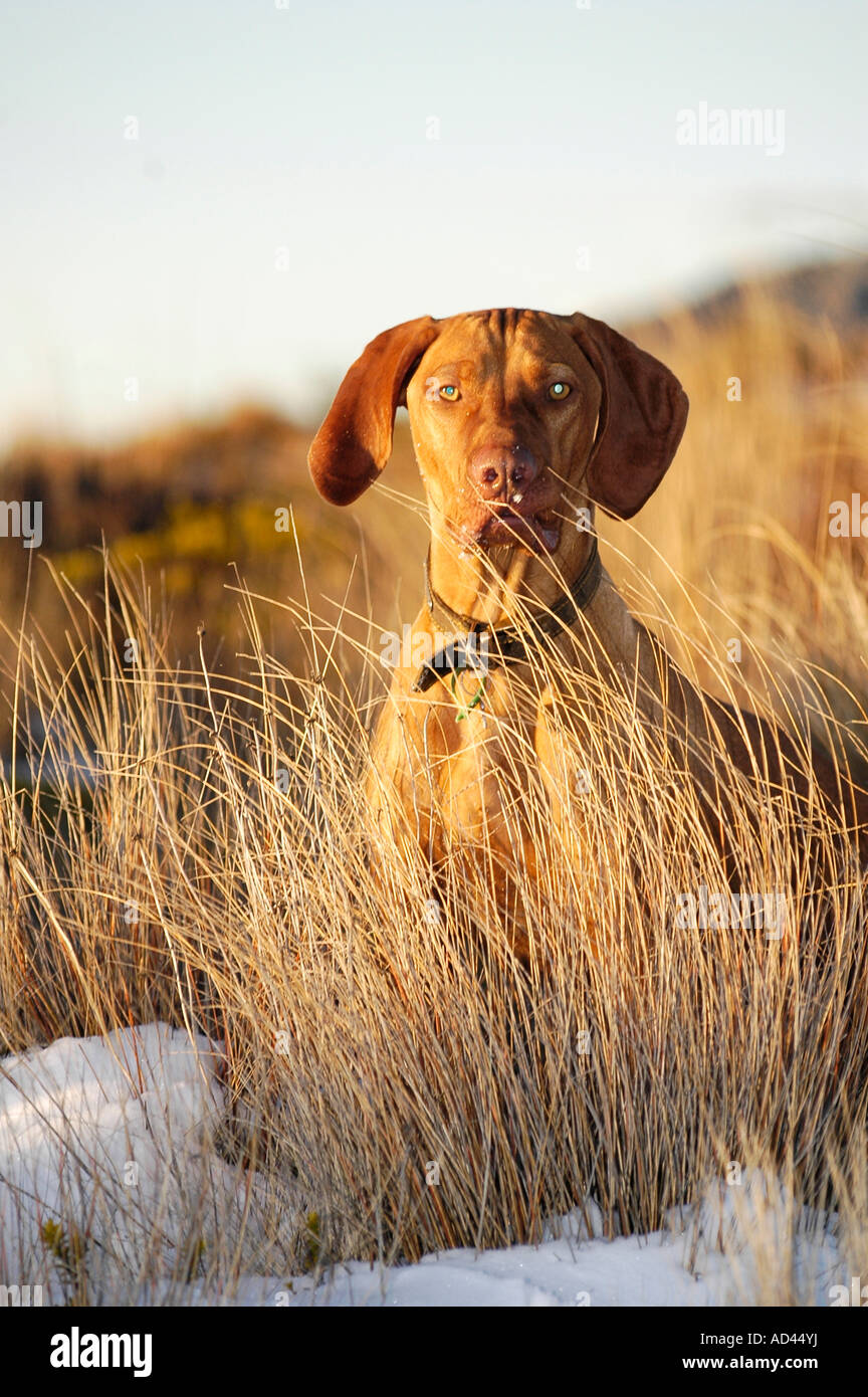 Hungarian Vizsla Hunting Dog in the snow Stock Photo, Royalty Free ...