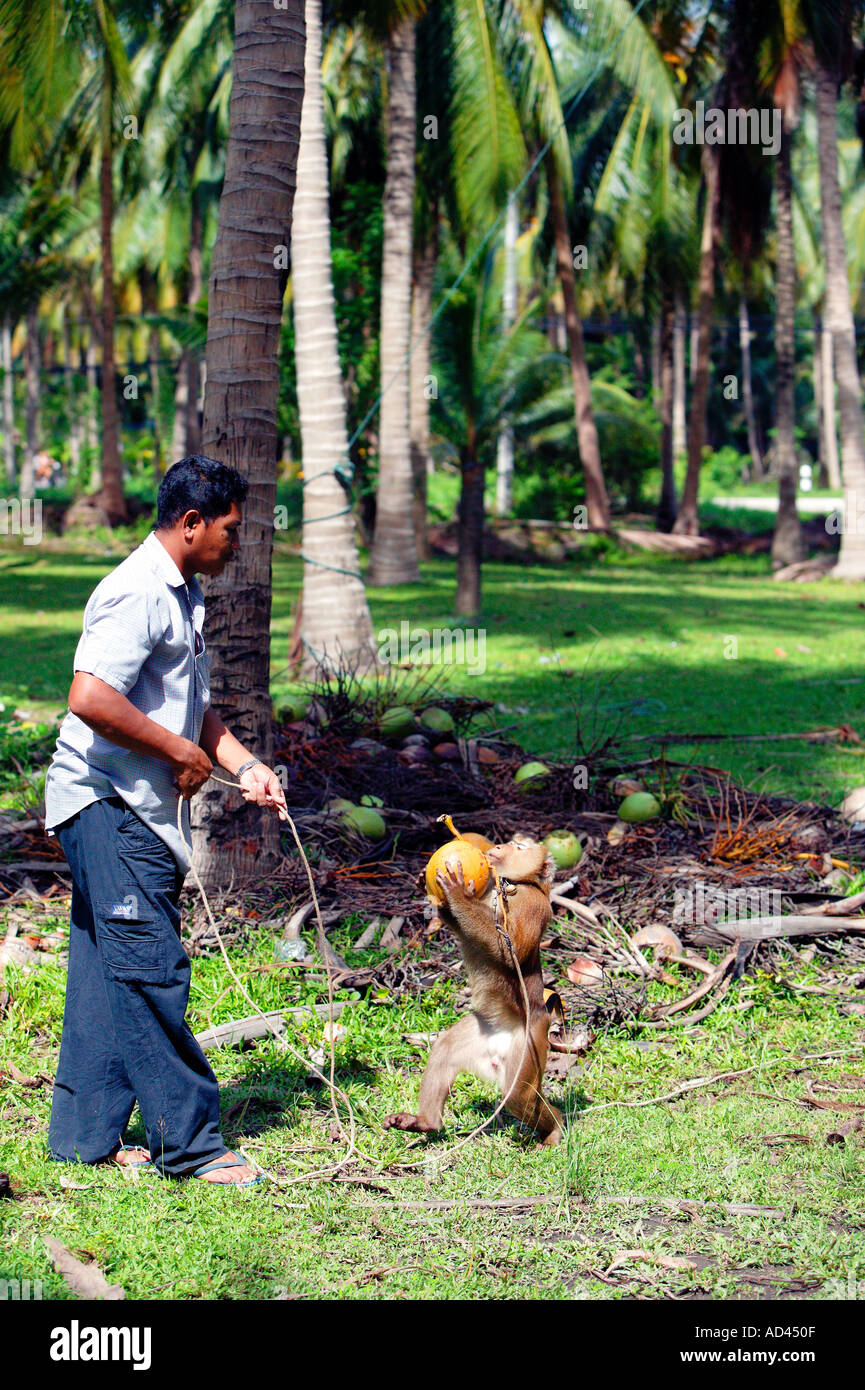 Trained monkey coconut hi-res stock photography and images - Alamy