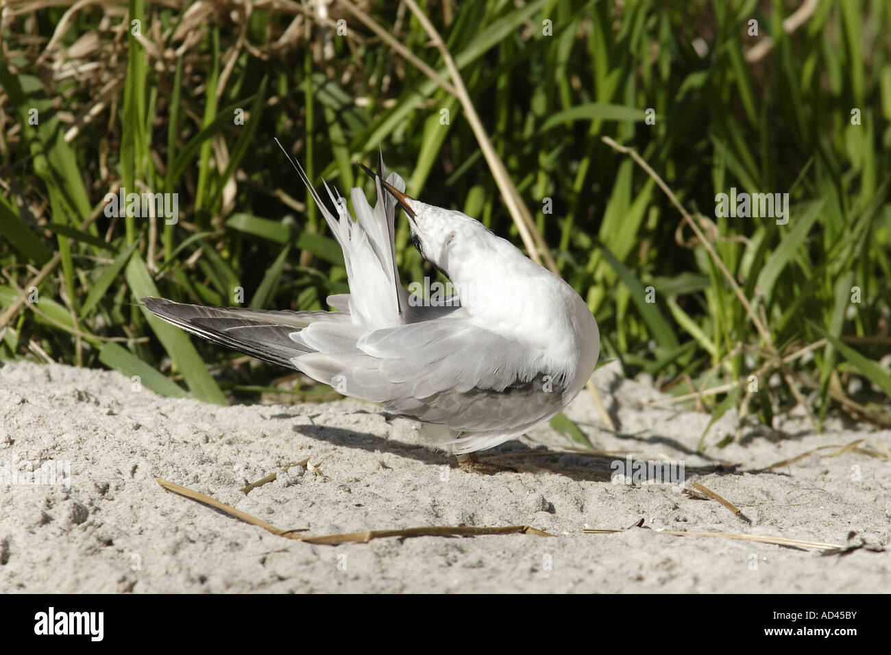 Common Tern scratching its feathers (Sterna hirundo Stock Photo - Alamy