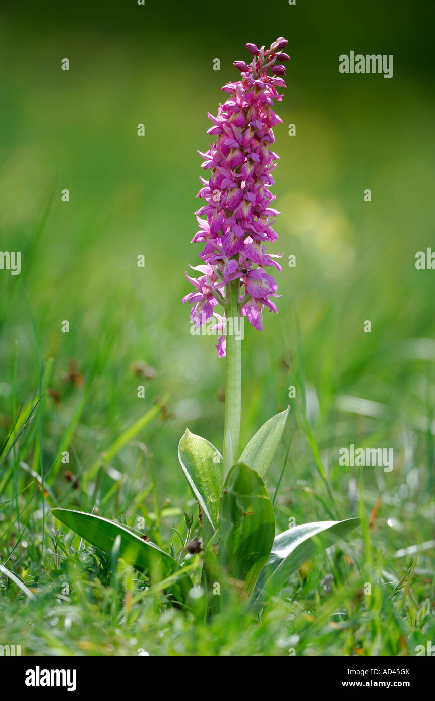 Hybrid orchideen hi-res stock photography and images - Alamy