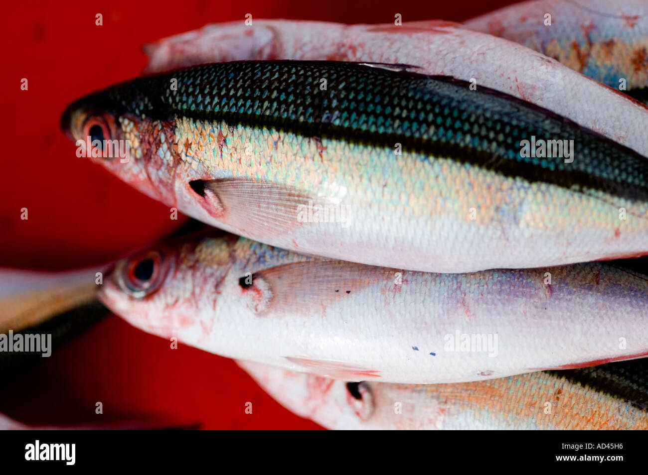 Fresh fish at Market, Manado Stock Photo - Alamy