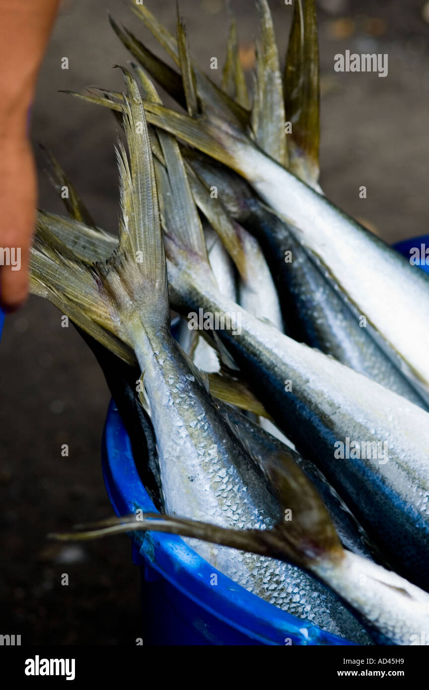 Fish Market, Manado Stock Photo - Alamy