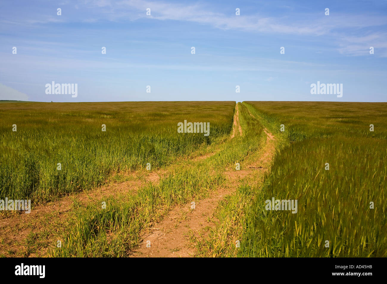 Ripening crop field and farm track at Nettleton Top near Viking Way ...