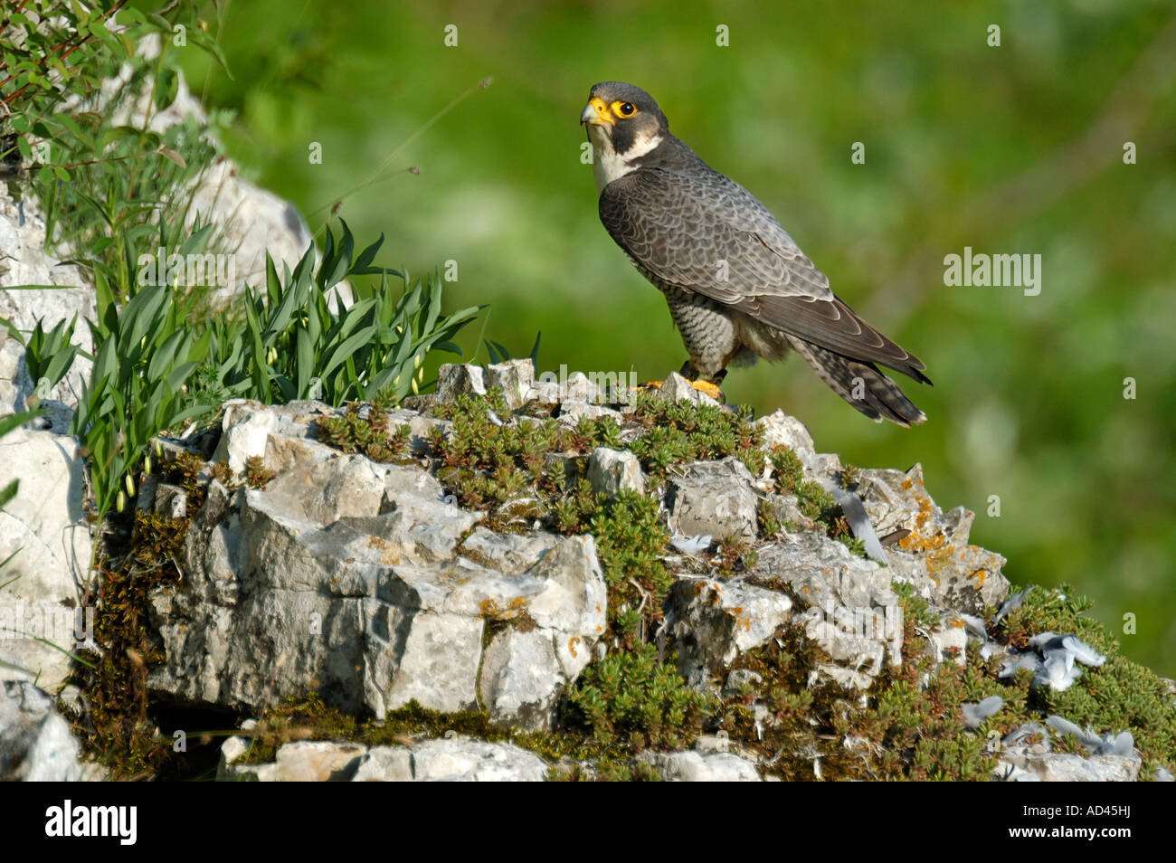 Peregrine Falcon (Falco peregrinus), male Stock Photo - Alamy