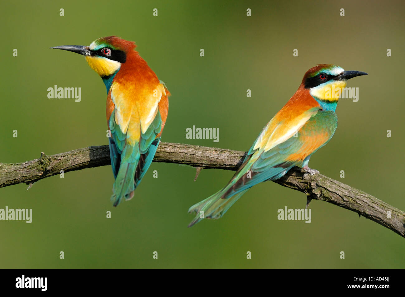 European Bee-eater (Merops apiaster), male and female on perch Stock ...