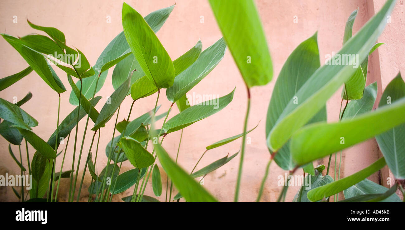 Plant shapes hi-res stock photography and images - Alamy