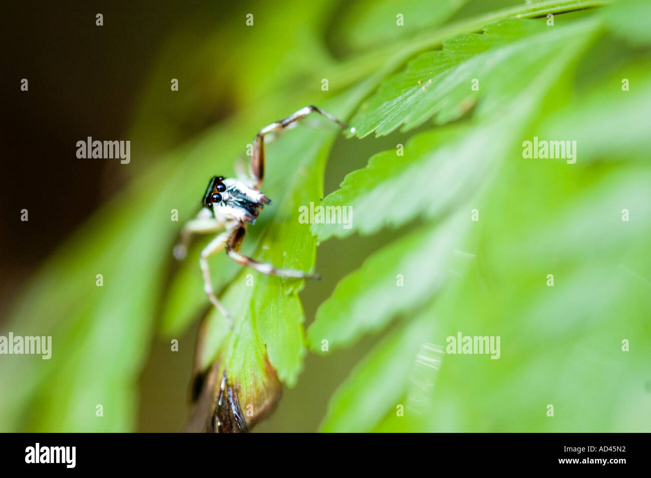 Spider mangrove hi-res stock photography and images - Alamy