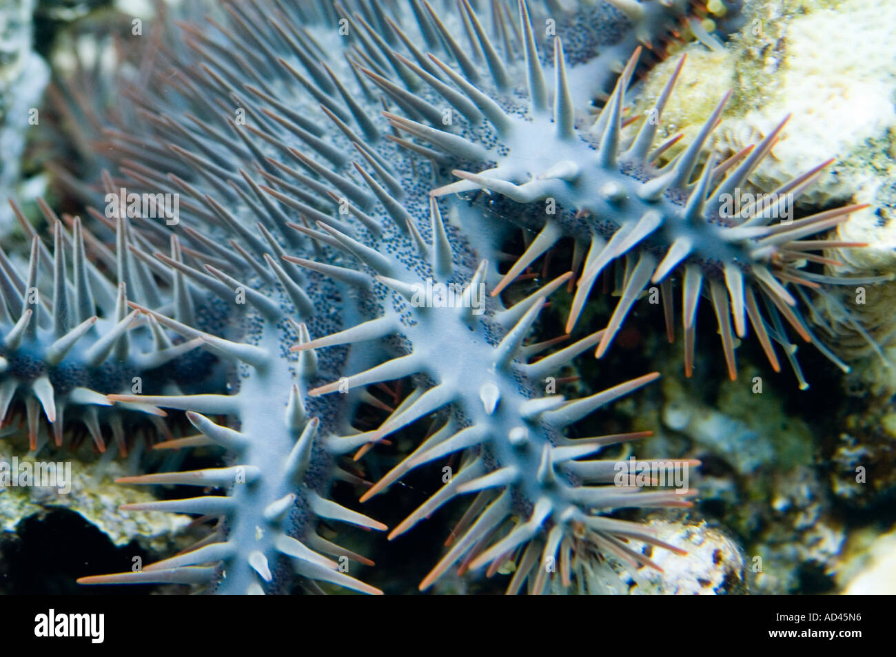 Crown of Thorns Starfish Stock Photo - Alamy