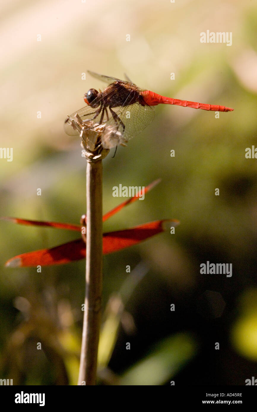Two flying dragonflies hi-res stock photography and images - Alamy