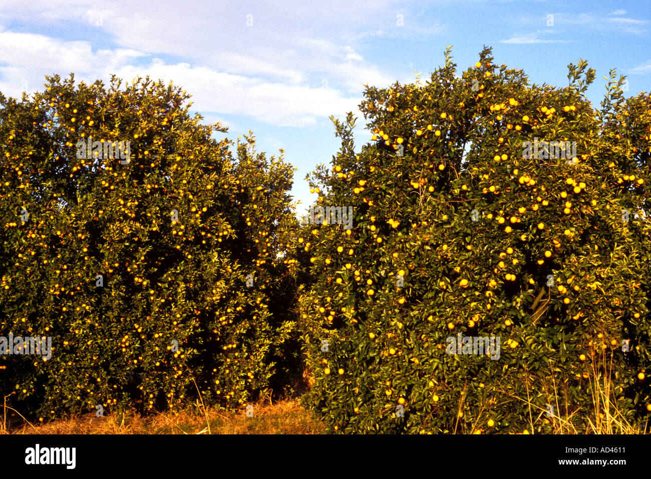 Orange groves california hi-res stock photography and images - Alamy
