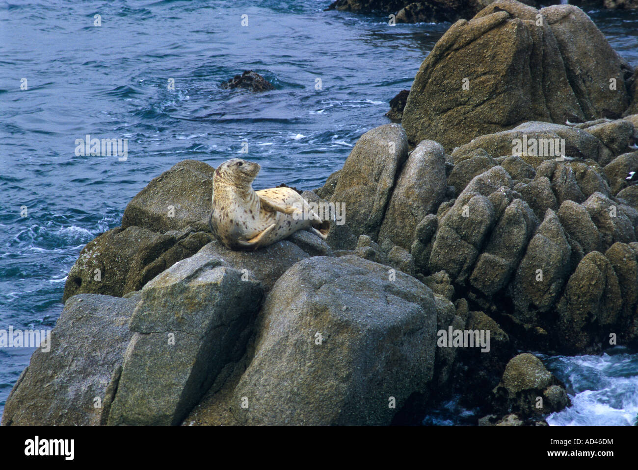 Seal, Monterey, Oregon coast, United States of America Stock Photo - Alamy