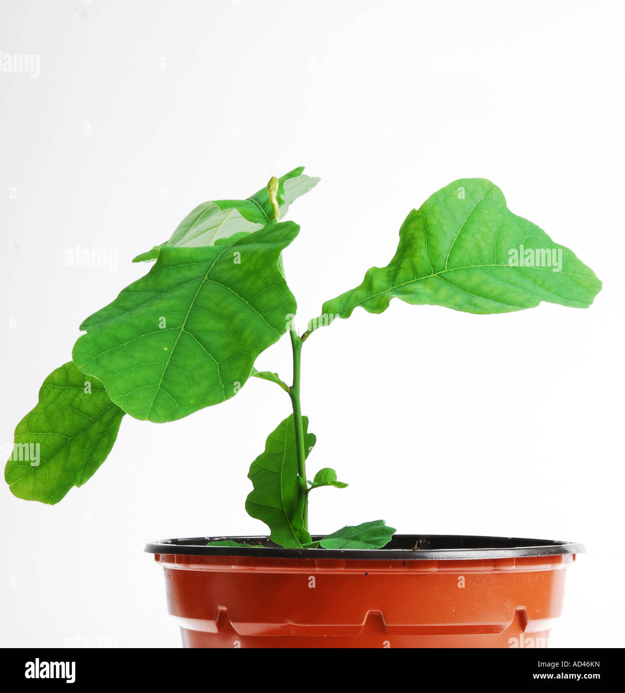 Young oak shoot Stock Photo - Alamy