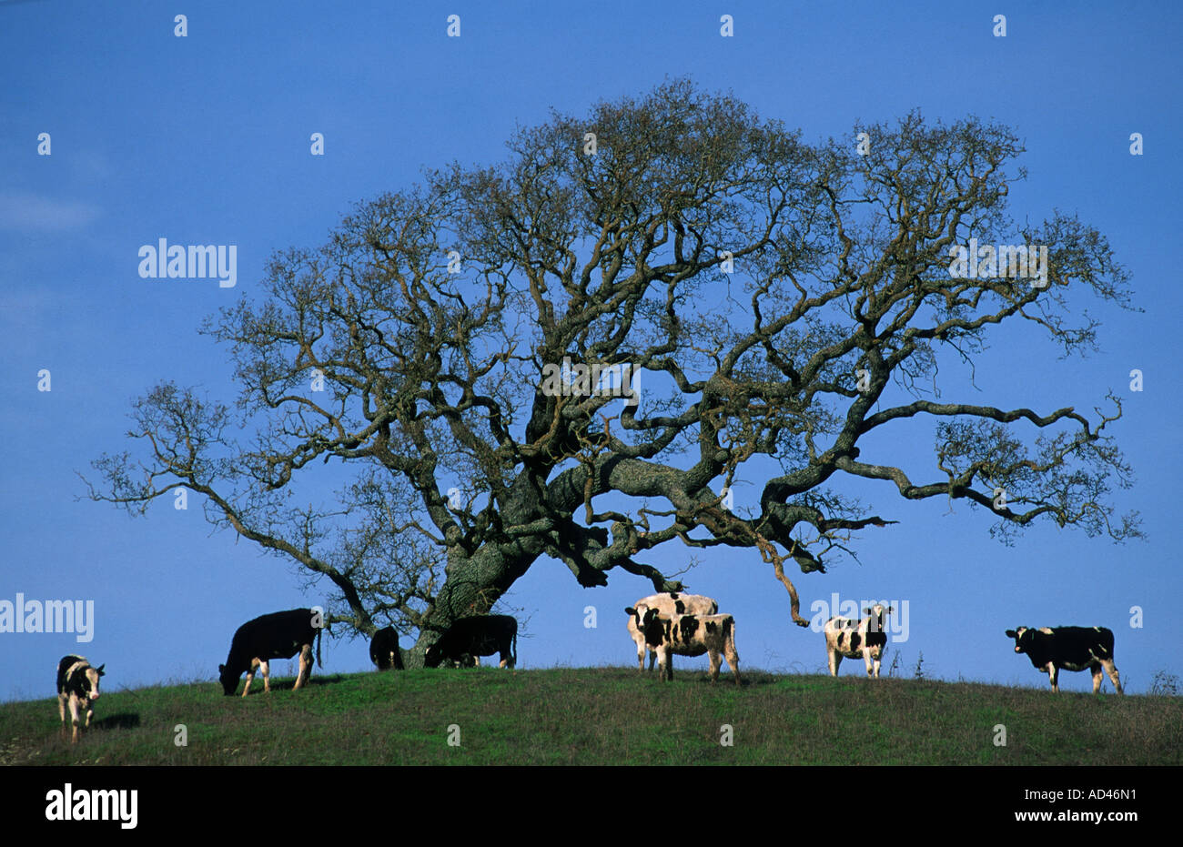 livestock cattle cows meadow tree nature Stock Photo - Alamy