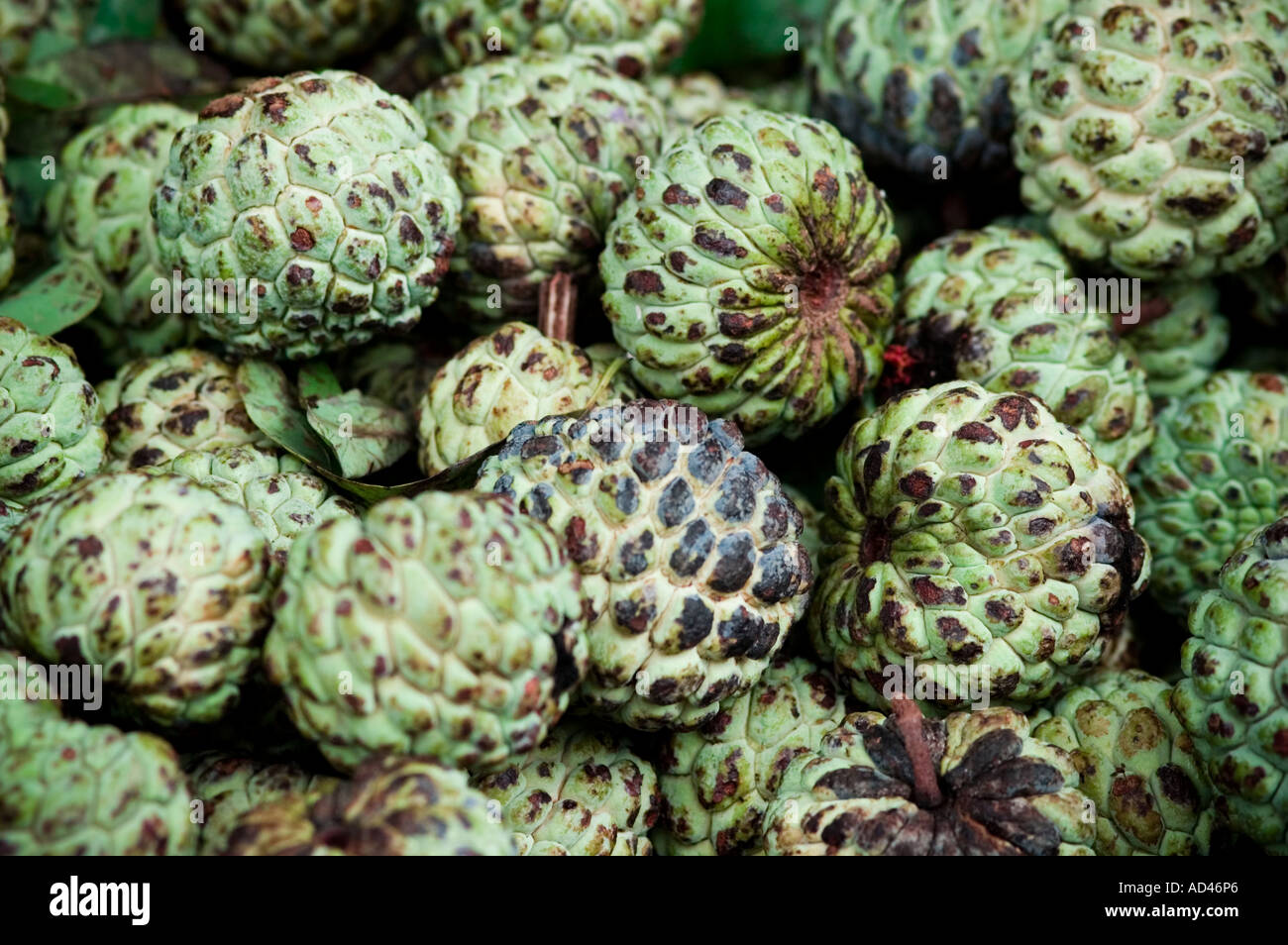 Noina fruit hi-res stock photography and images - Alamy