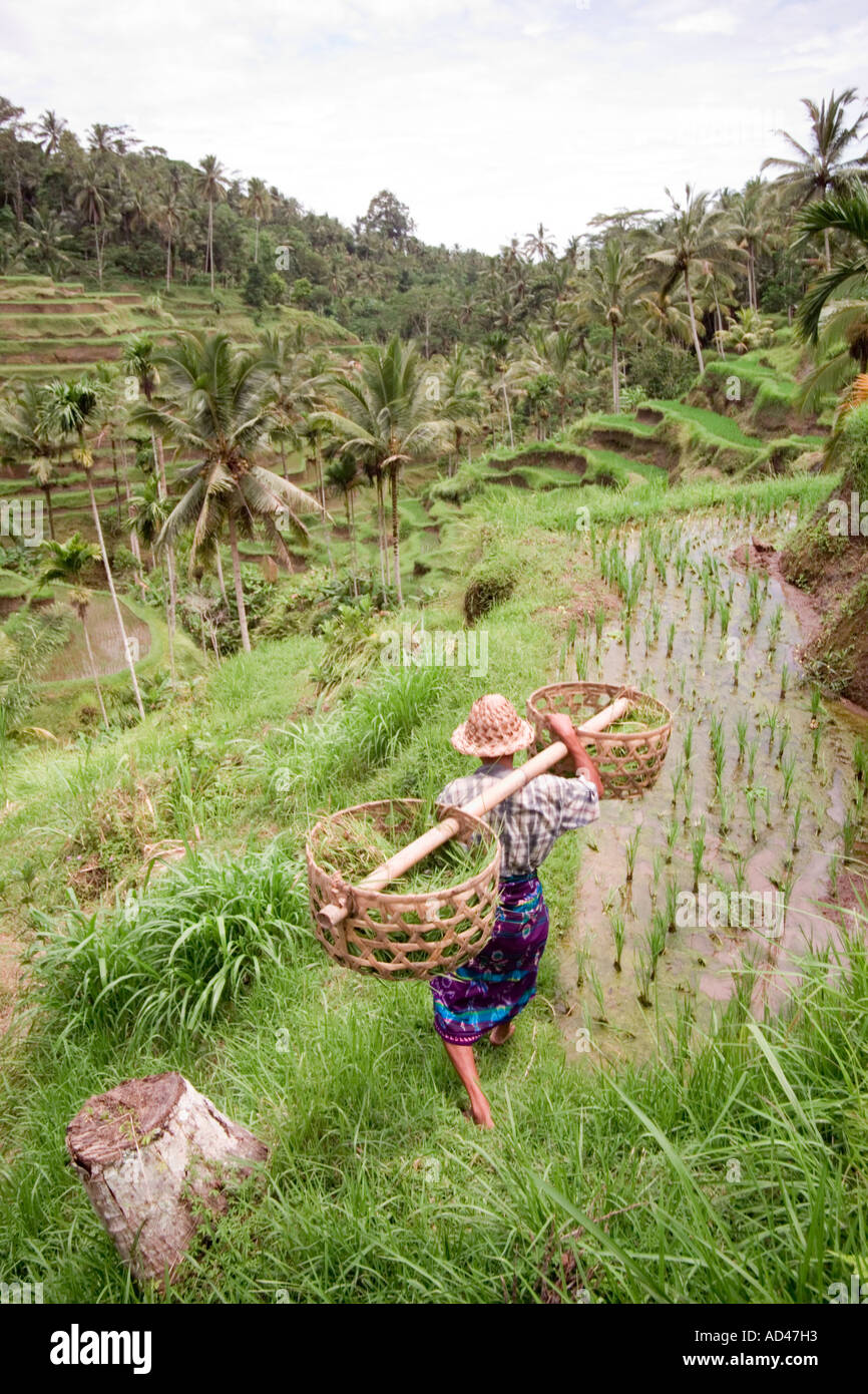 Terraced rice paddy of Bali Stock Photo - Alamy