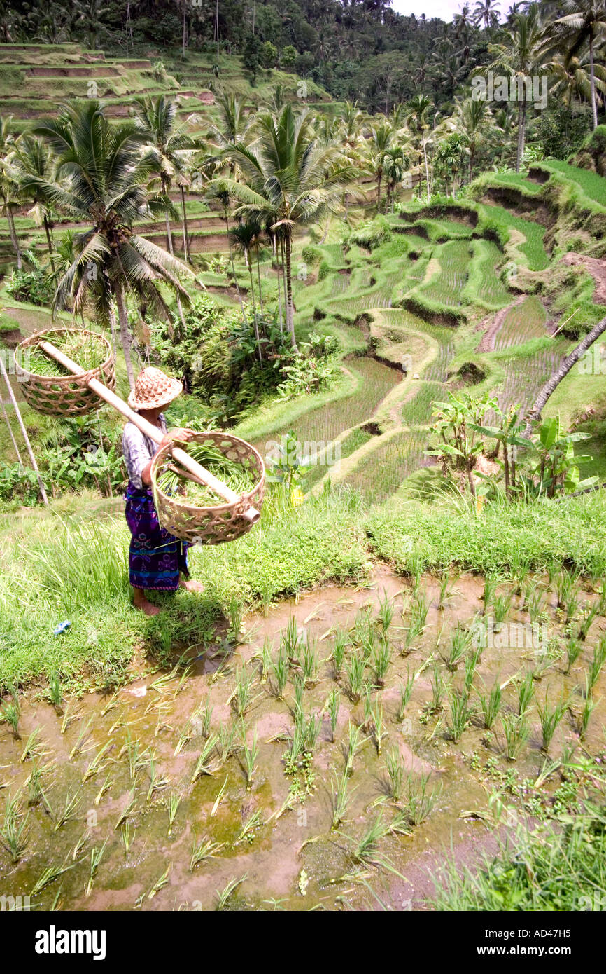 Stepped terraces green rice hi-res stock photography and images - Alamy
