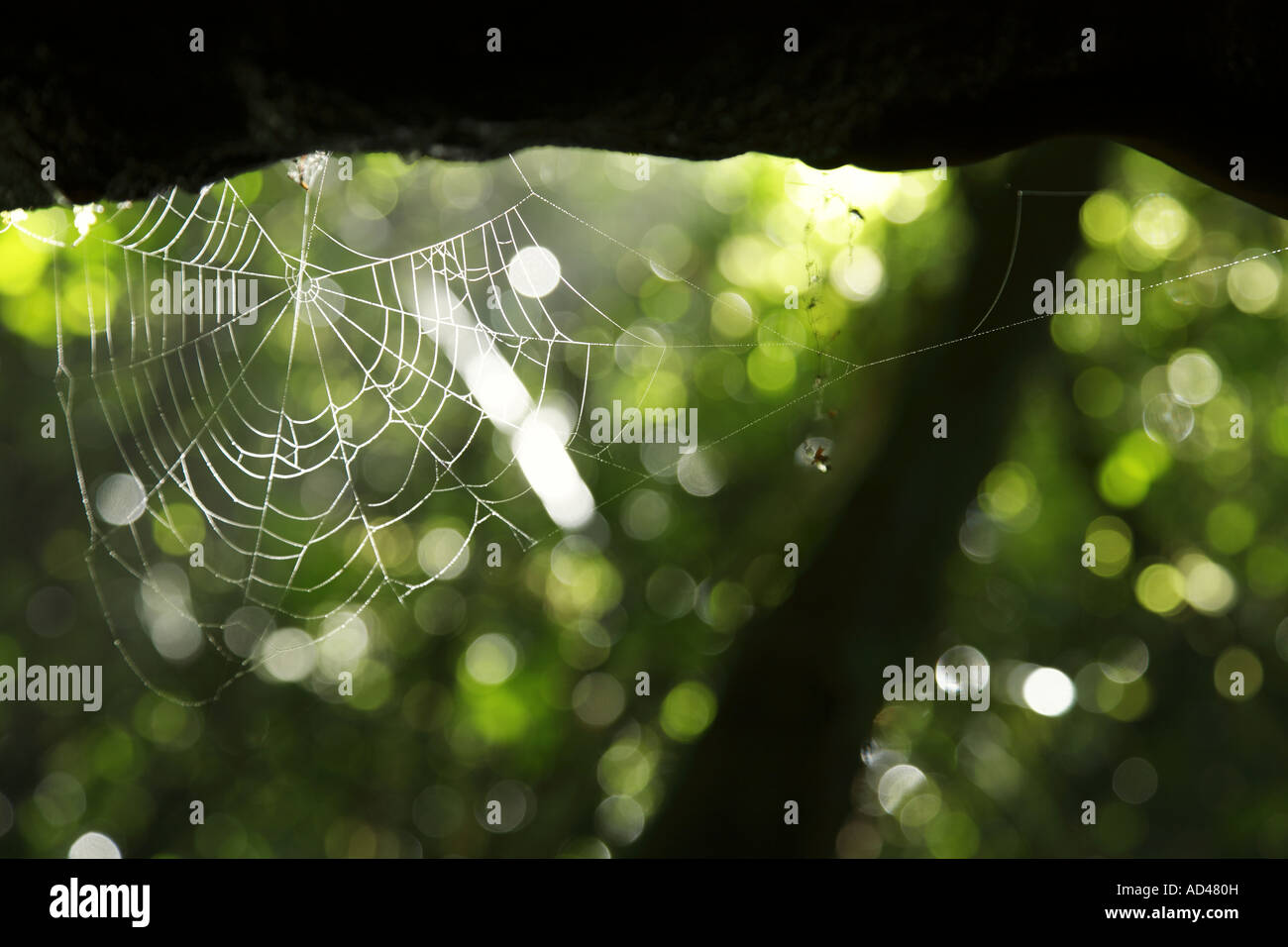 Spiders web in forest Stock Photo - Alamy