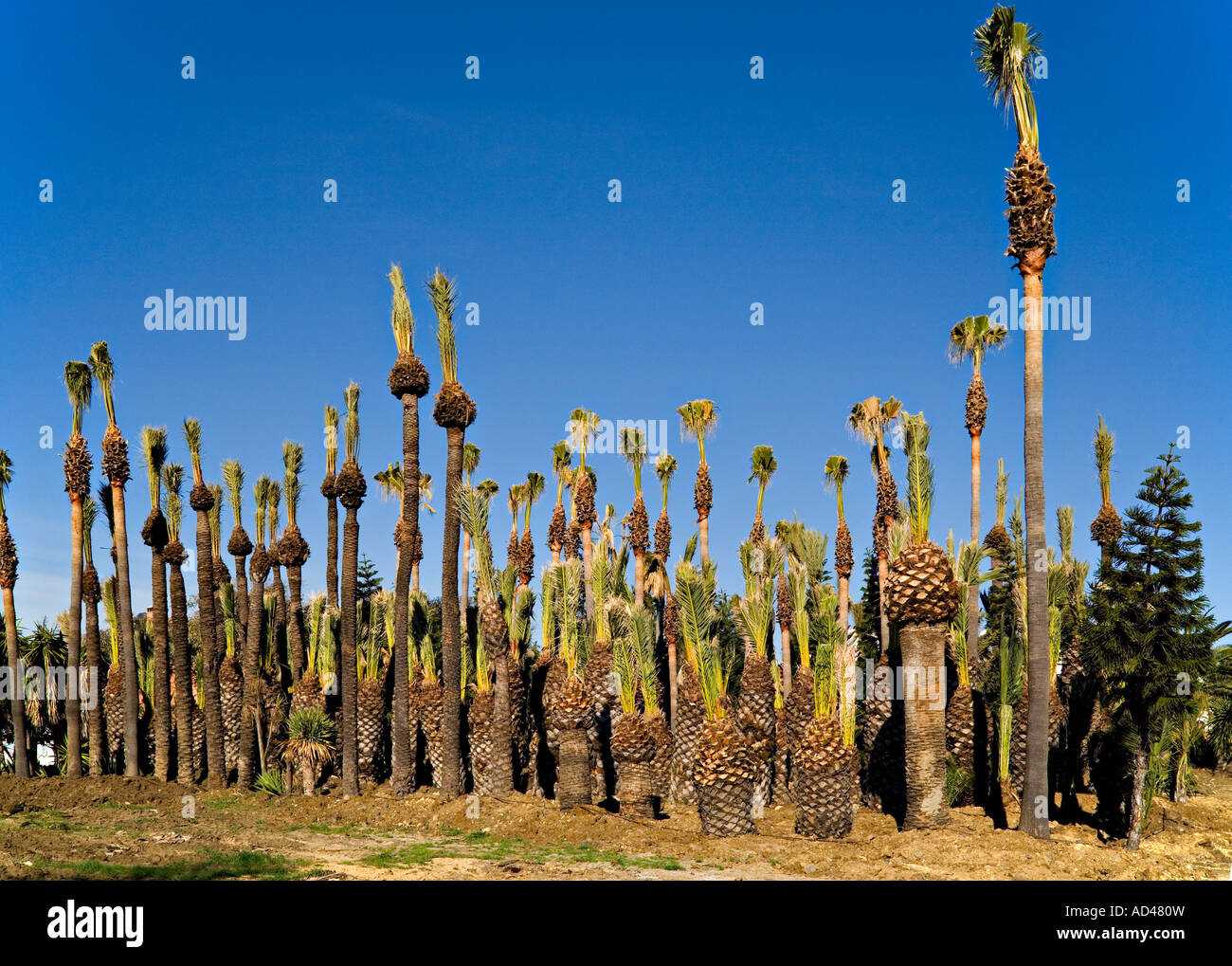 Palm tree nursery spain hi-res stock photography and images - Alamy