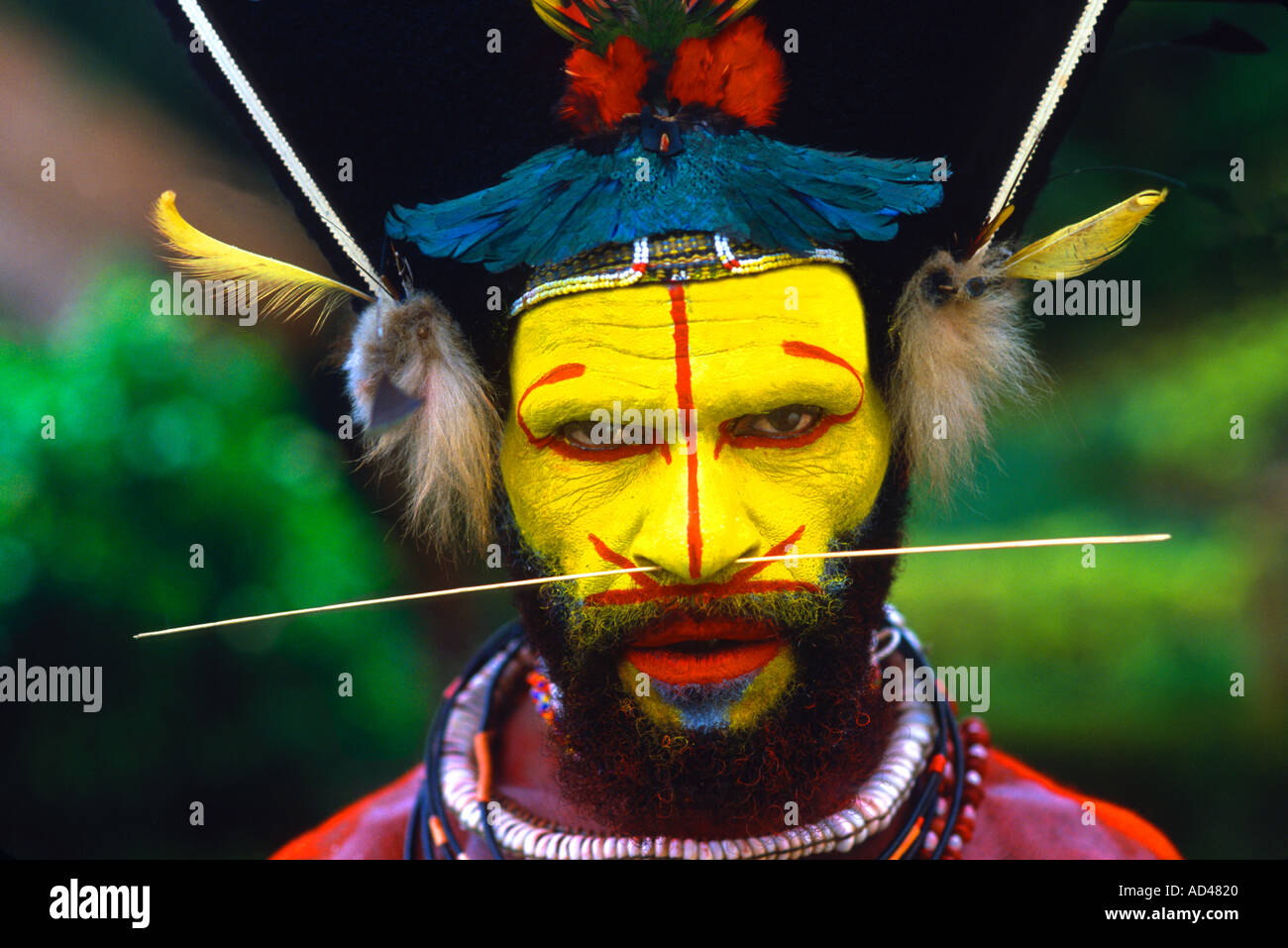 Colorful Huli Wigman with Yellow Face In Papua New Guinea Stock Photo ...