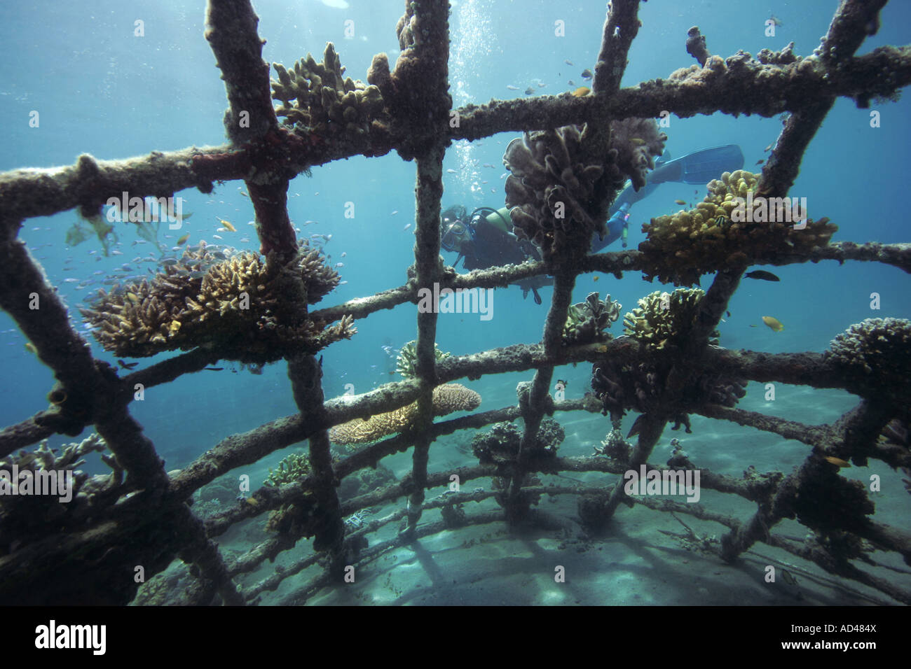 Coral breeding, Indonesia Stock Photo - Alamy