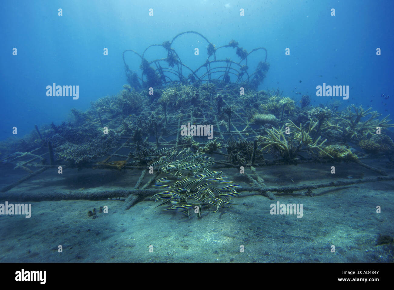 Coral breeding, Indonesia Stock Photo - Alamy