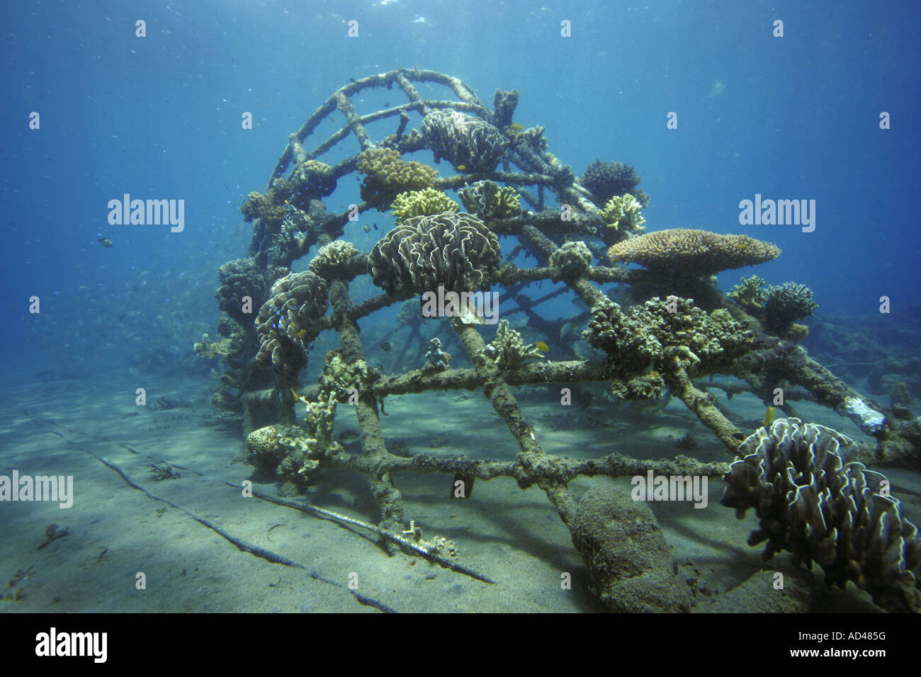 Coral breeding, Indonesia Stock Photo - Alamy