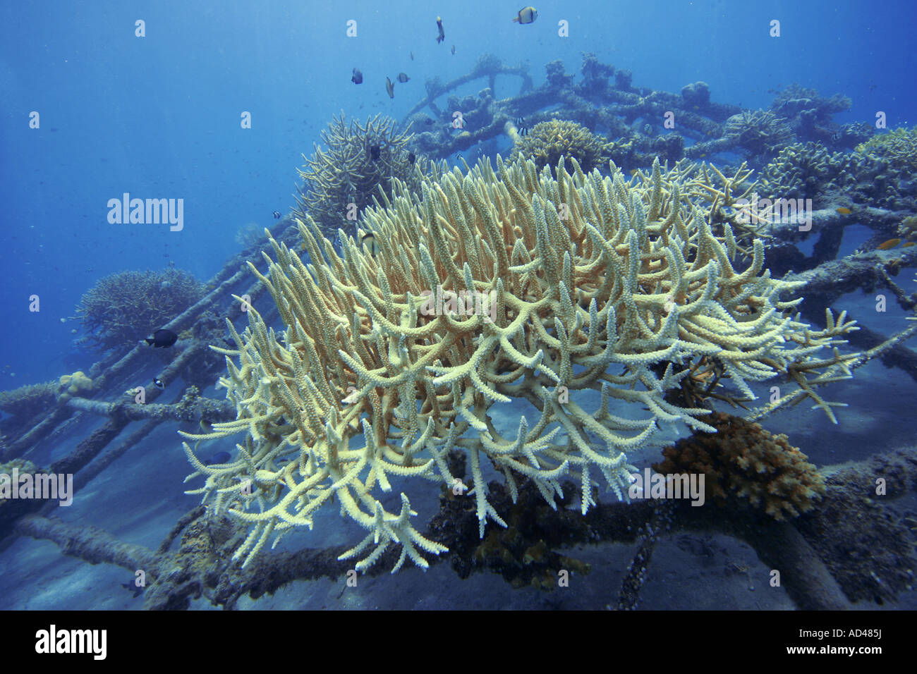 Coral breeding, Indonesia Stock Photo - Alamy