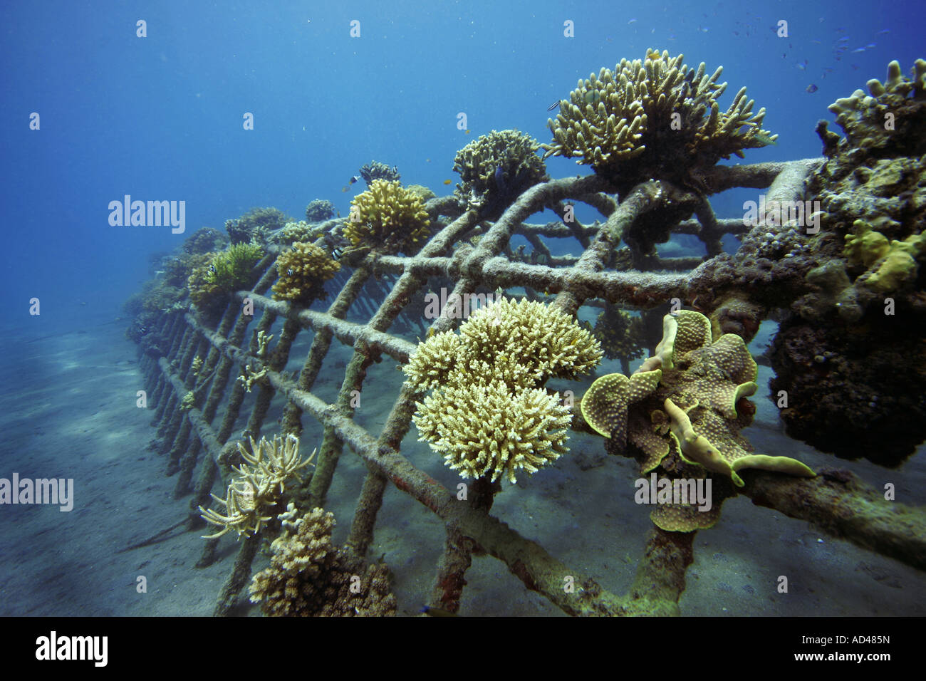 Coral breeding, Indonesia Stock Photo - Alamy