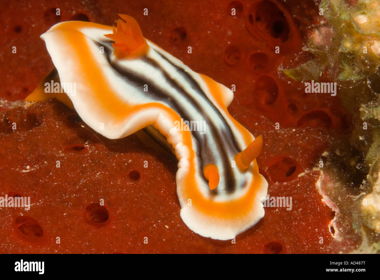 Pyjama nudibranch, Chromodoris quadricolor, on a red sponge ...