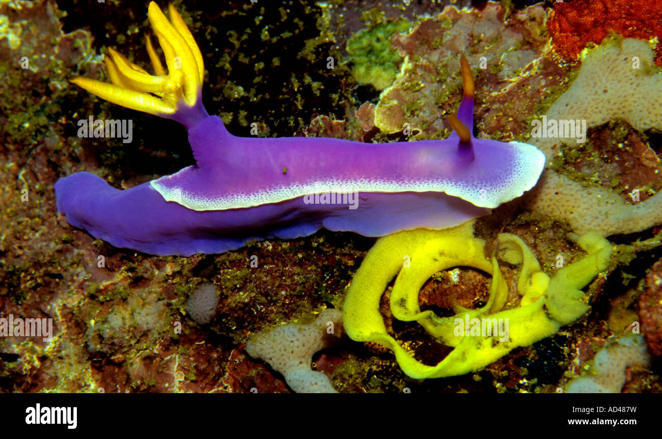 Hypselodoris bullocki hi-res stock photography and images - Alamy