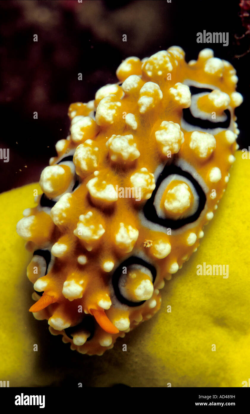 Phyllidiidae hi-res stock photography and images - Alamy