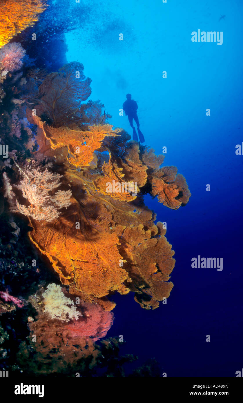Diver on a slope with corals, Philippines Stock Photo - Alamy
