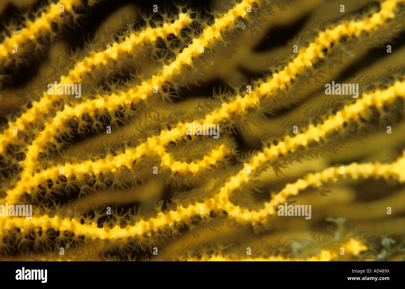 Yellow Gorgonia (Scleraxonia), the Mediterranean Sea Stock Photo - Alamy