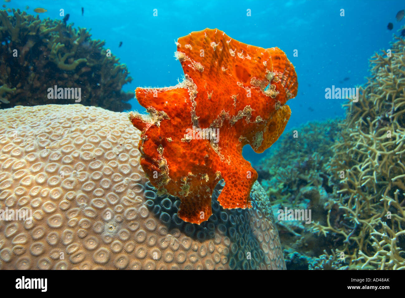 Red Giant Frogfish (Antennarius commersonii), Indonesia Stock Photo - Alamy
